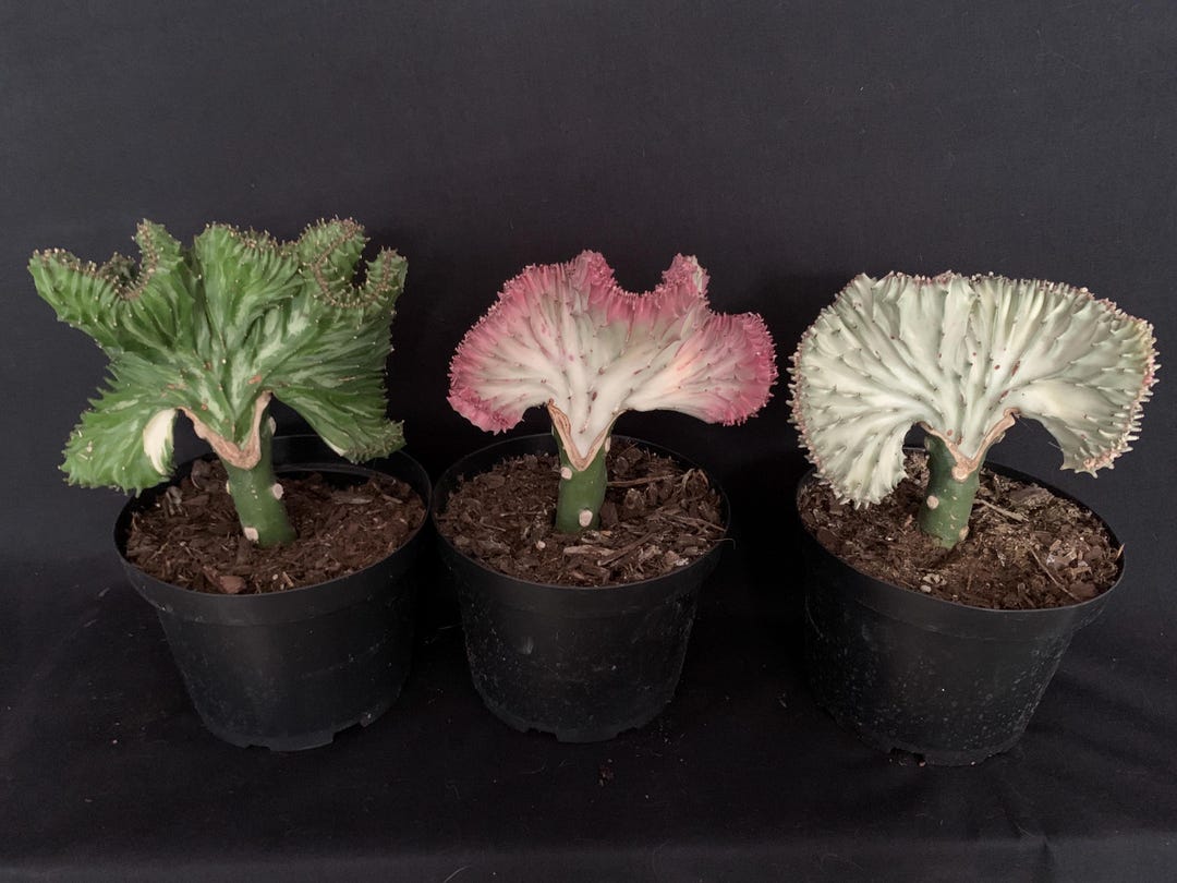 Mermaid Fin Crested Euphorbia in 6" Pot (ships Bareroot) | E Lactea ...