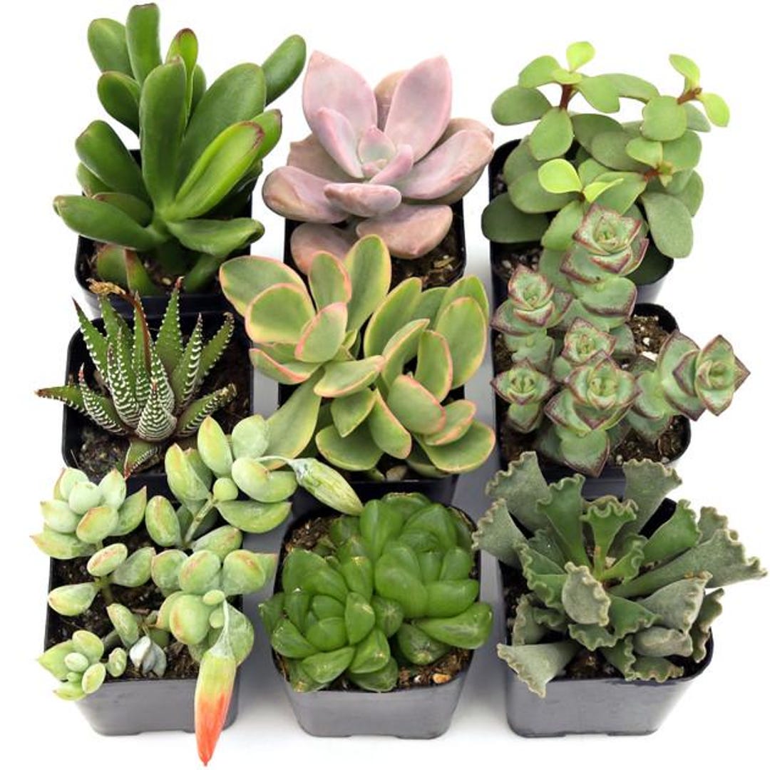 9 Assorted Succulents - Set of 9 in 2" Pots (shipped Bareroot ...