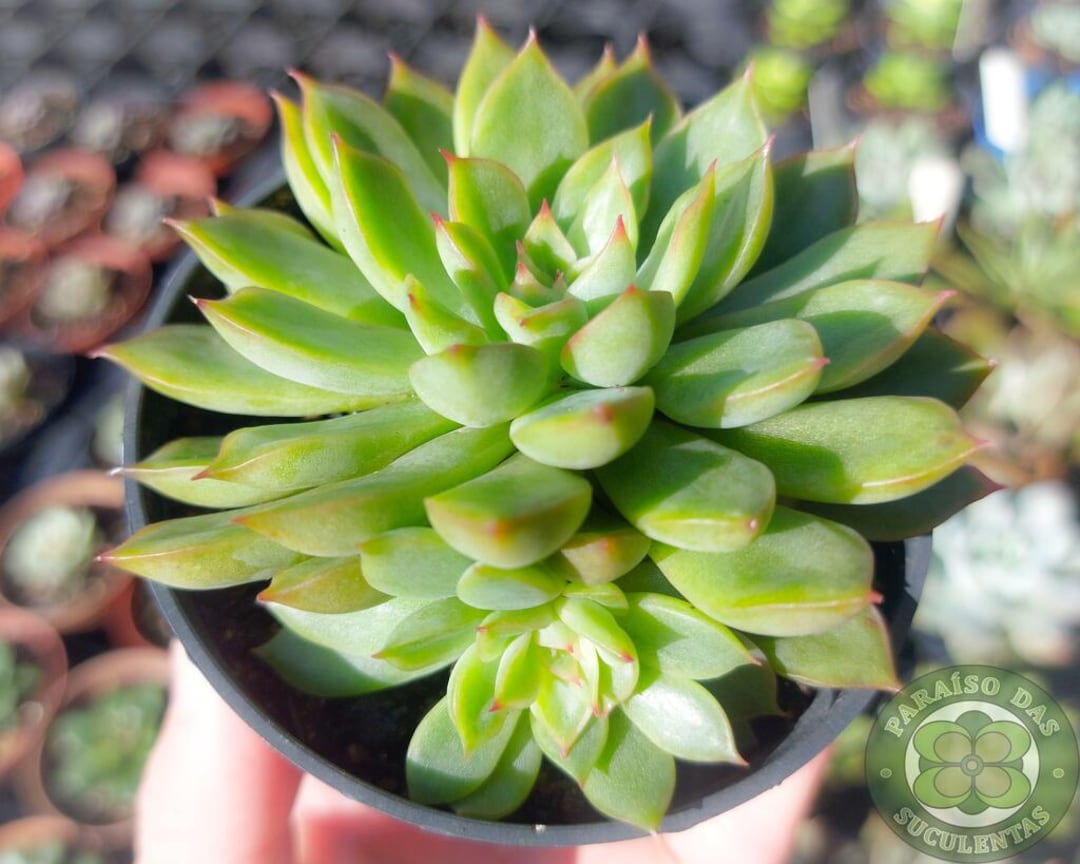 Echeveria Starlight or Starlite in 4" Pot (ships Bareroot) | Rosette ...