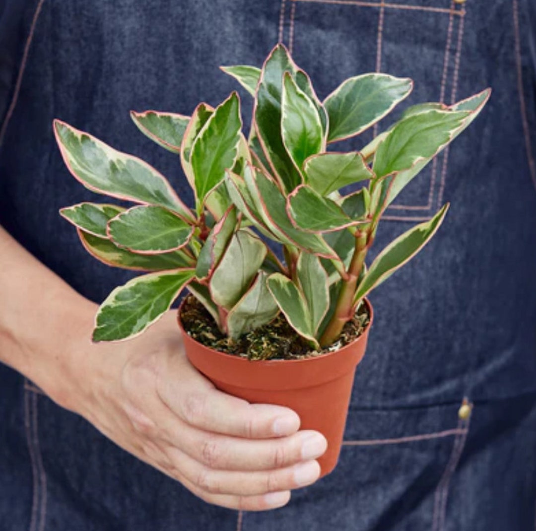 Tricolor Peperomia Clusiifolia 'ginny' in 4" Pot (ships Bareroot ...
