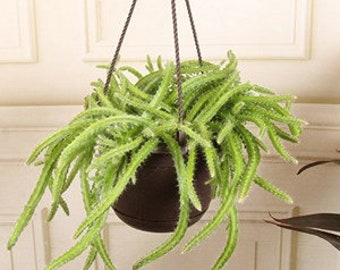 Dog Tail Cactus Plant - Etsy