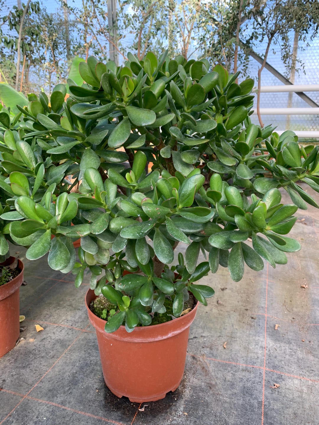 Crassula ovata XXL Geldbaum Pfennigbaum Affenbrotbaum Pflanze aus ...