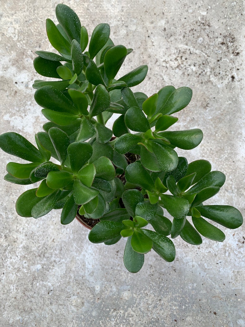 Crassula ovata Geldbaum Pfennigbaum Affenbrotbaum Pflanze aus eigenem ...