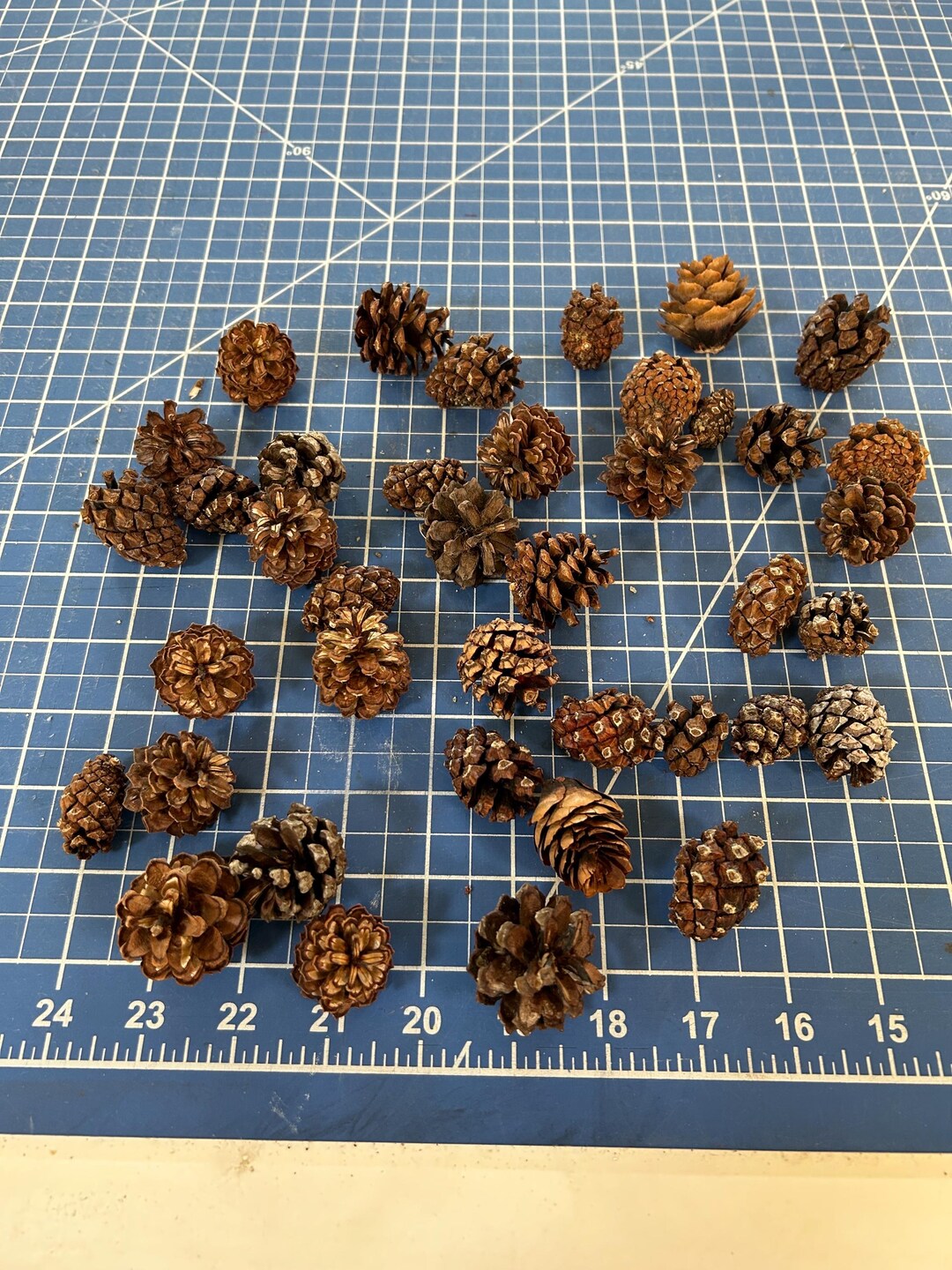 Small Mini Pinecones - Etsy