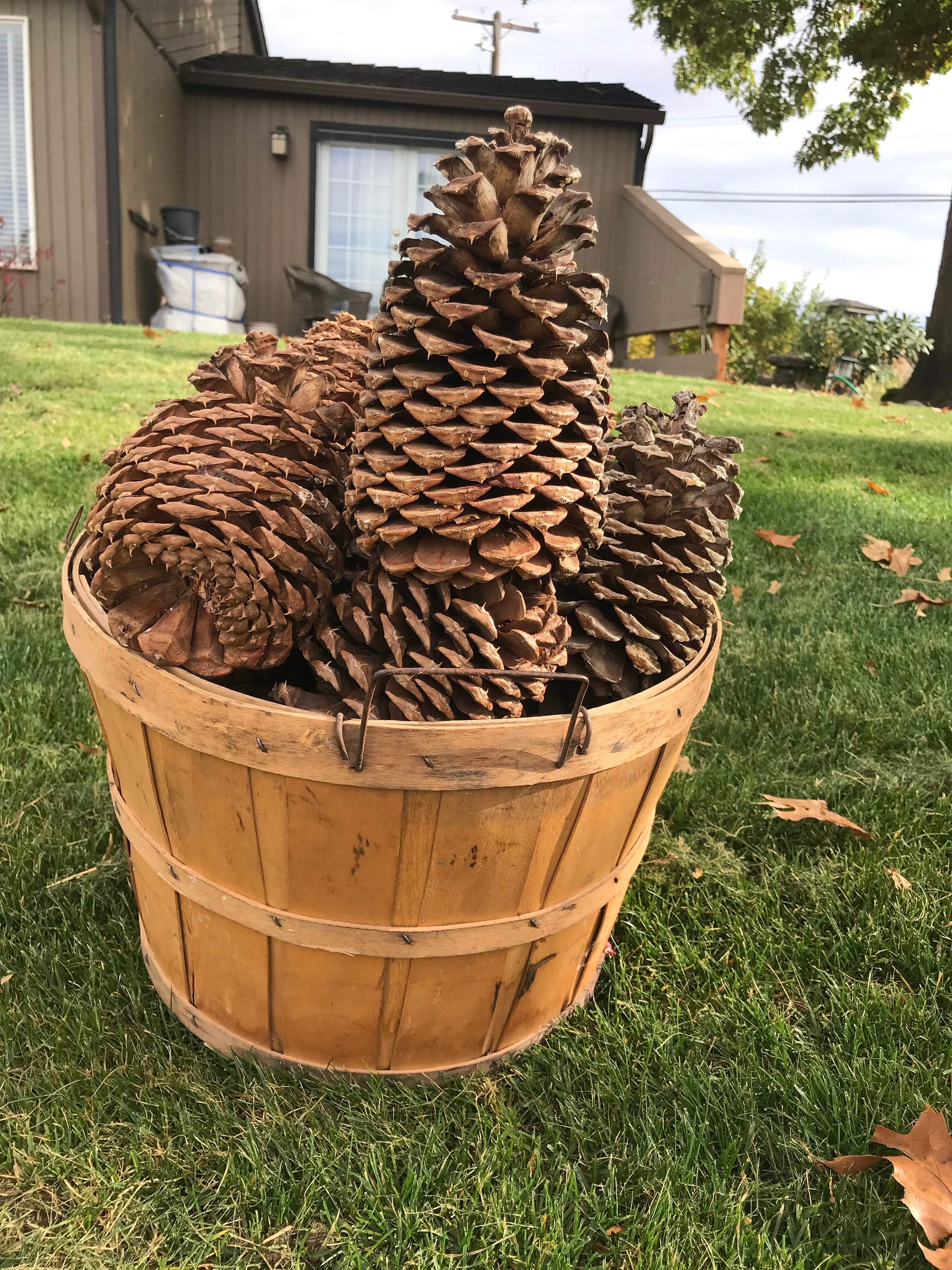 10 to 12 Large Pine Cones 5 to 6+ Inches - Etsy