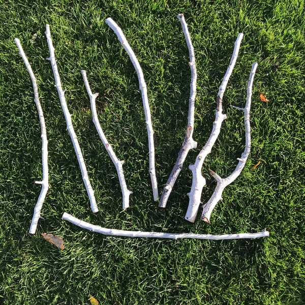 White Birch Branches - Etsy