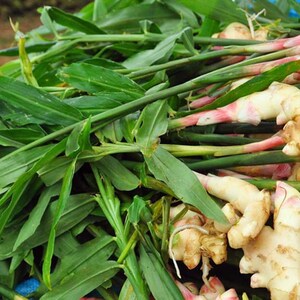 Fresh Ceylon Ginger,organic Srilanka Ginger 100g - Etsy