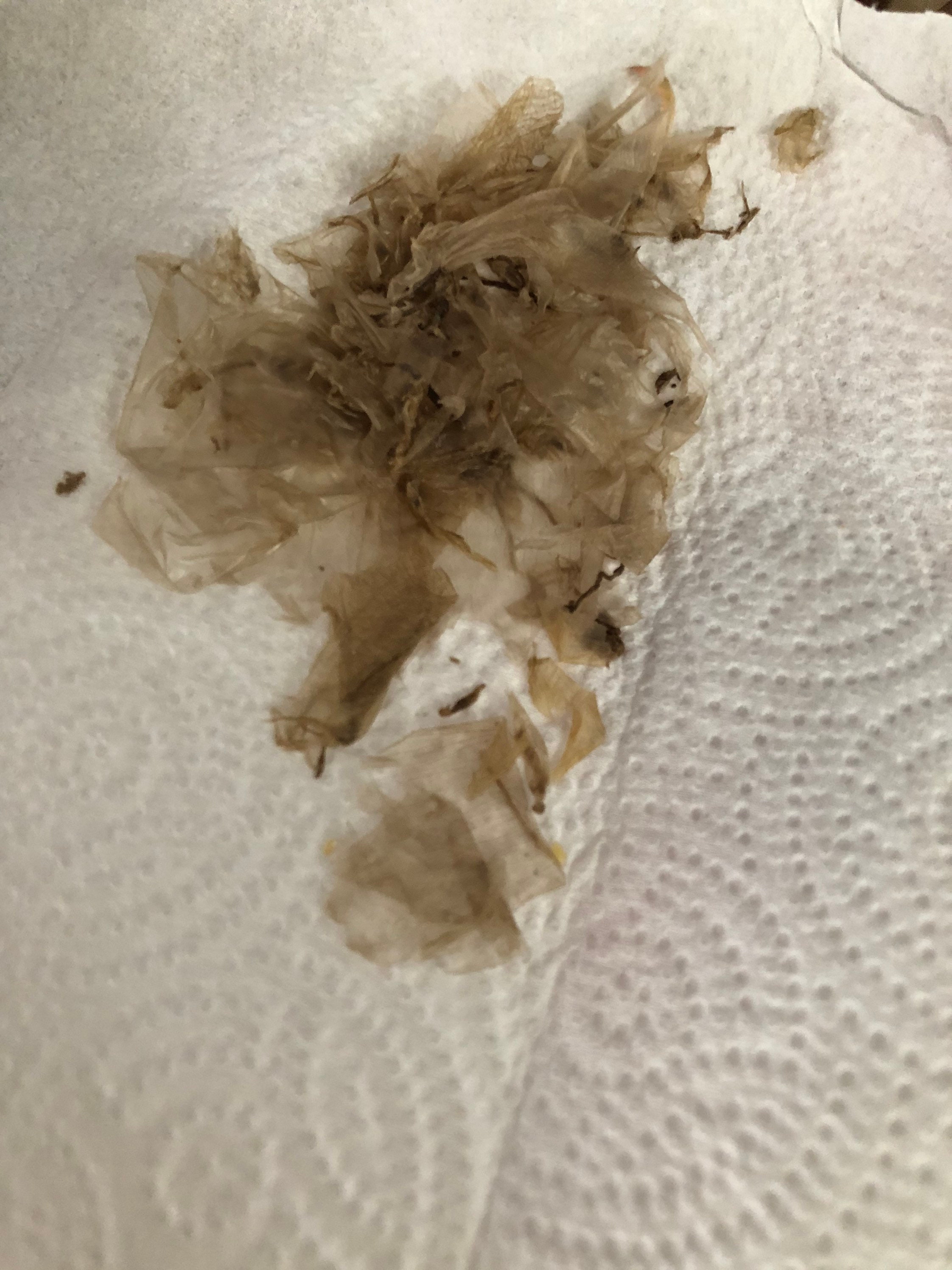 Yellow Peeling oil | Etsy