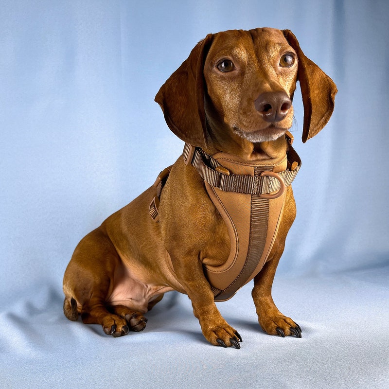Dachshund Collar - Etsy