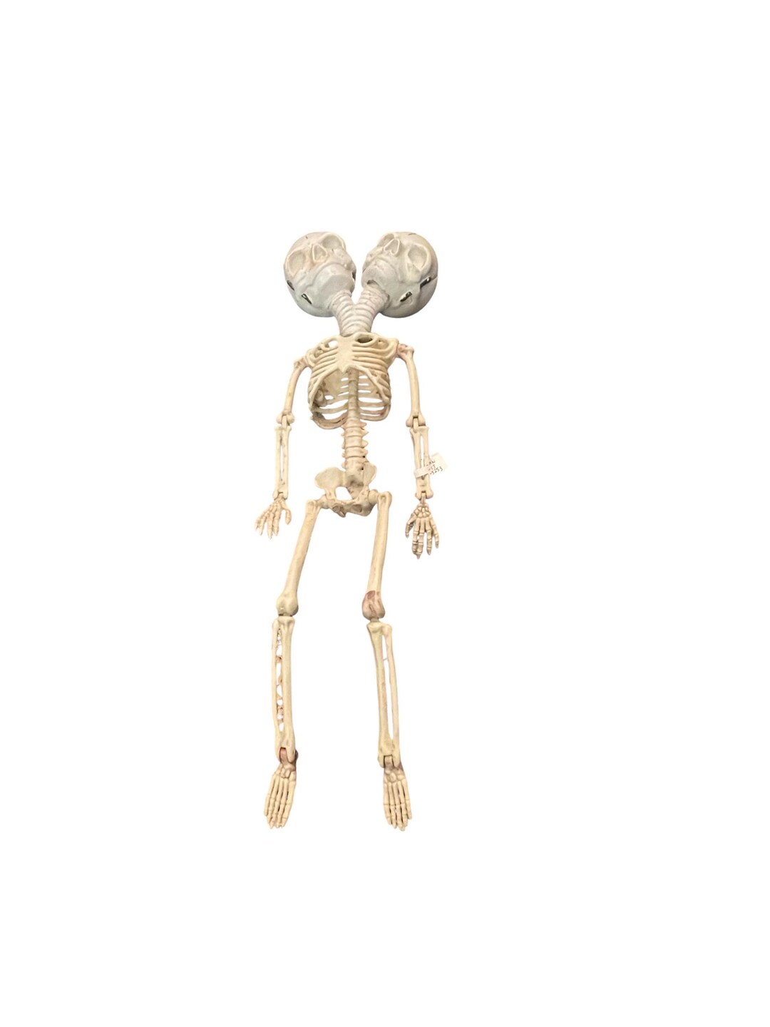Double-headed Anatomy Skeletal Model Fetus, Skeleton, Skull, Bizarre ...