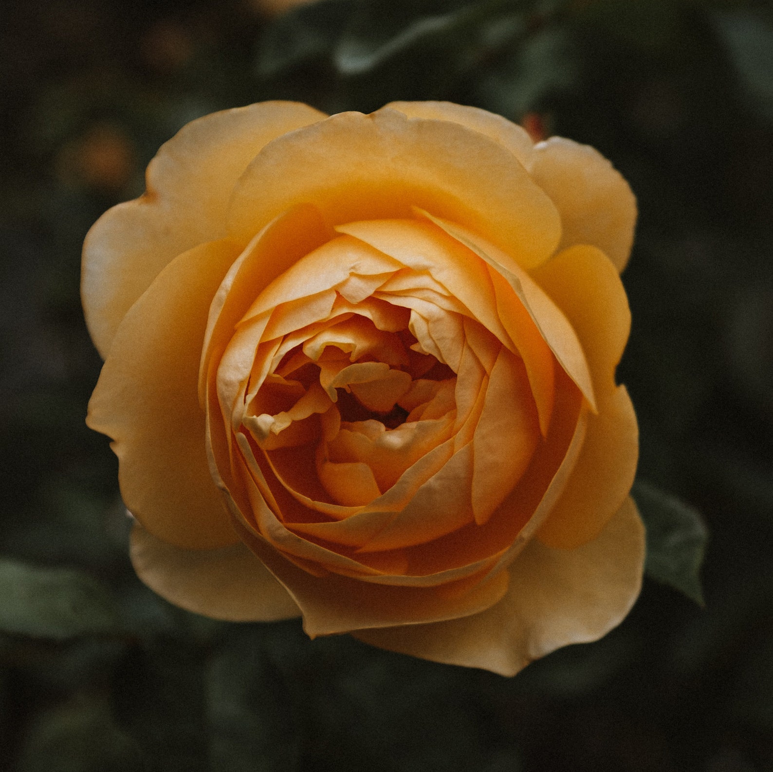 Rose Print Yellow Rose Wall Art Flower Print Botanical Etsy