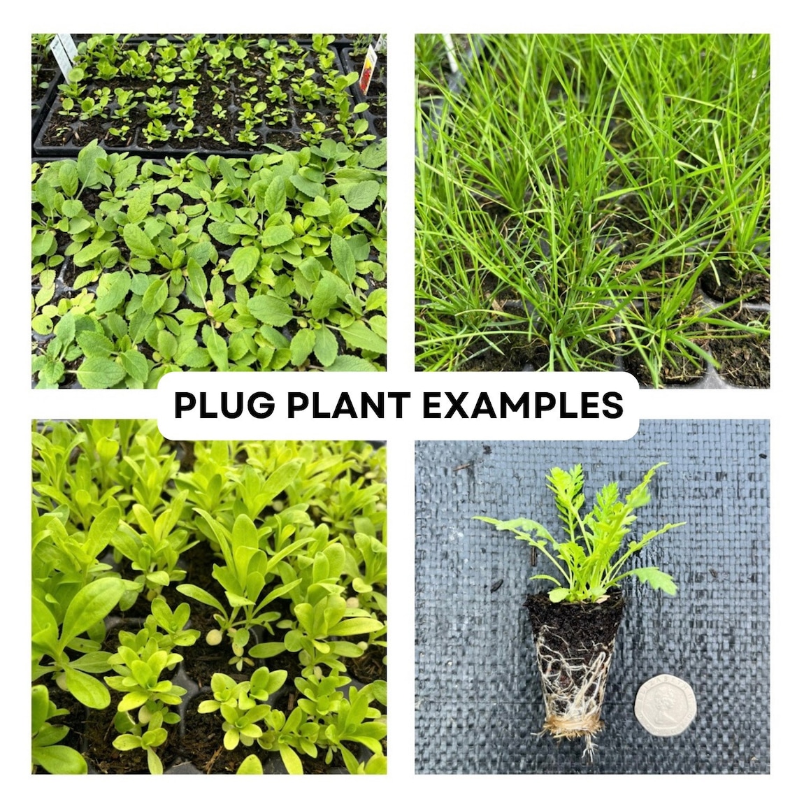 Lessing Feather Gass Stipa Lessingiana Ornamental Grass Plug Plant ...