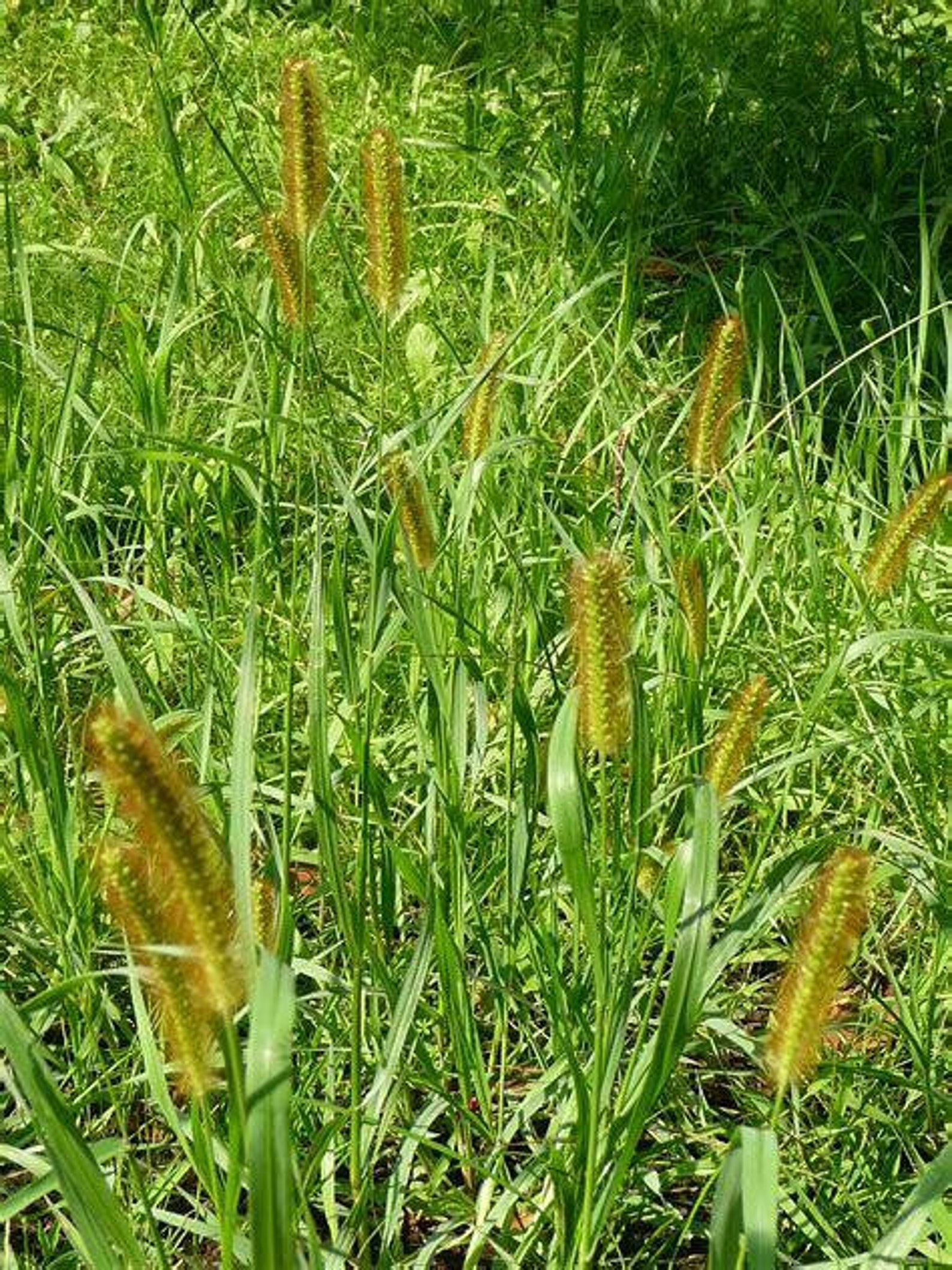 5 x setaria glauca yellow foxtail annual ornamental grass plug | Etsy