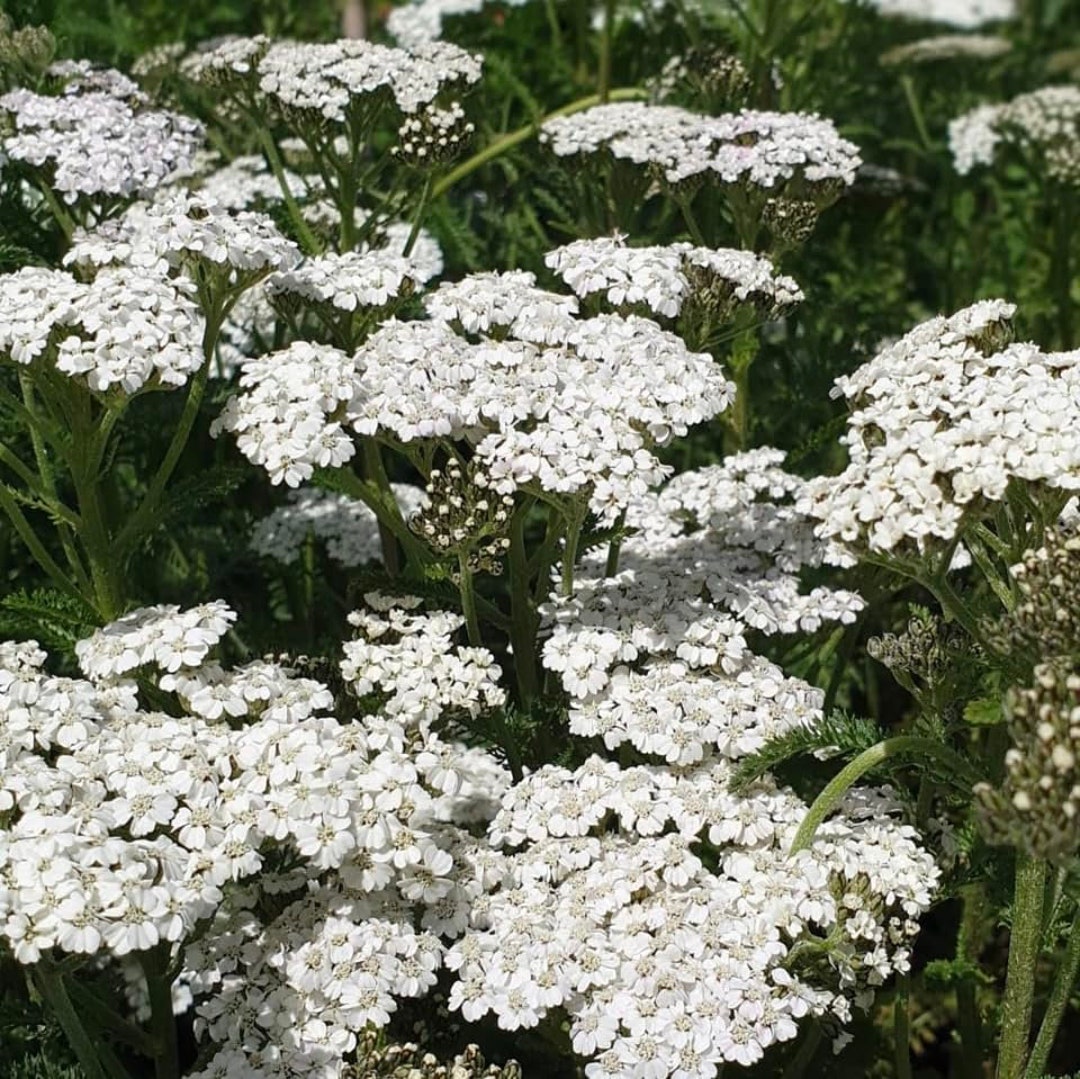 Achillea Summer White, Yarrow, Plug Plants, Bee and Wildlife Friendly ...