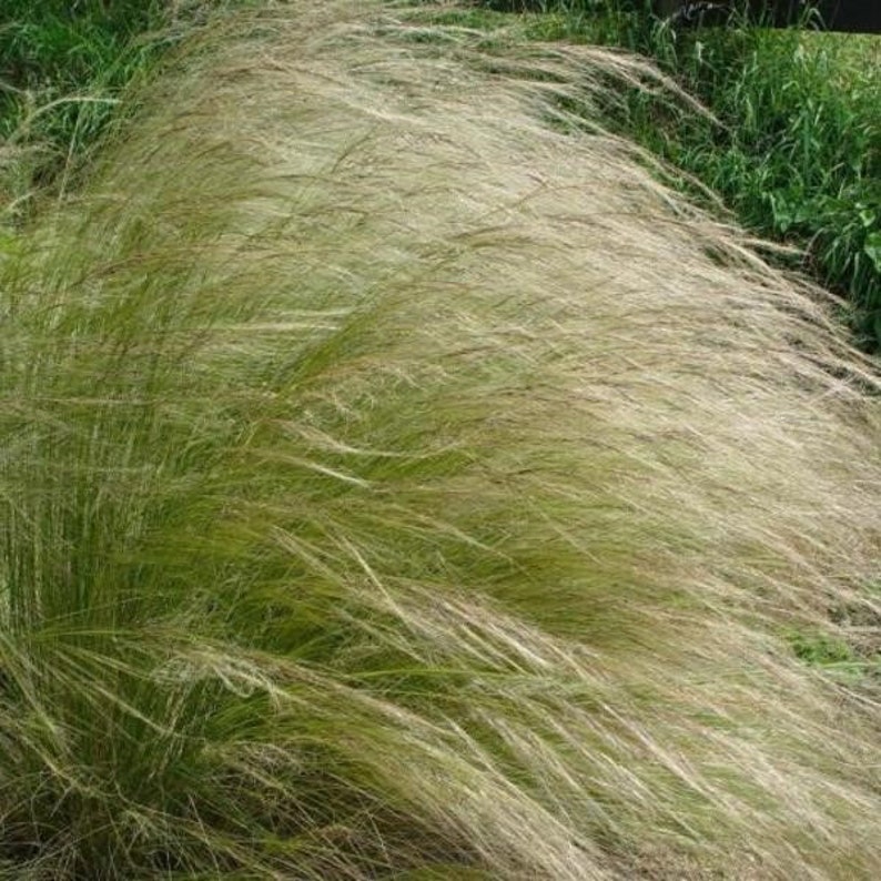 Lessing Feather Gass Stipa Lessingiana Ornamental Grass Plug Plant ...
