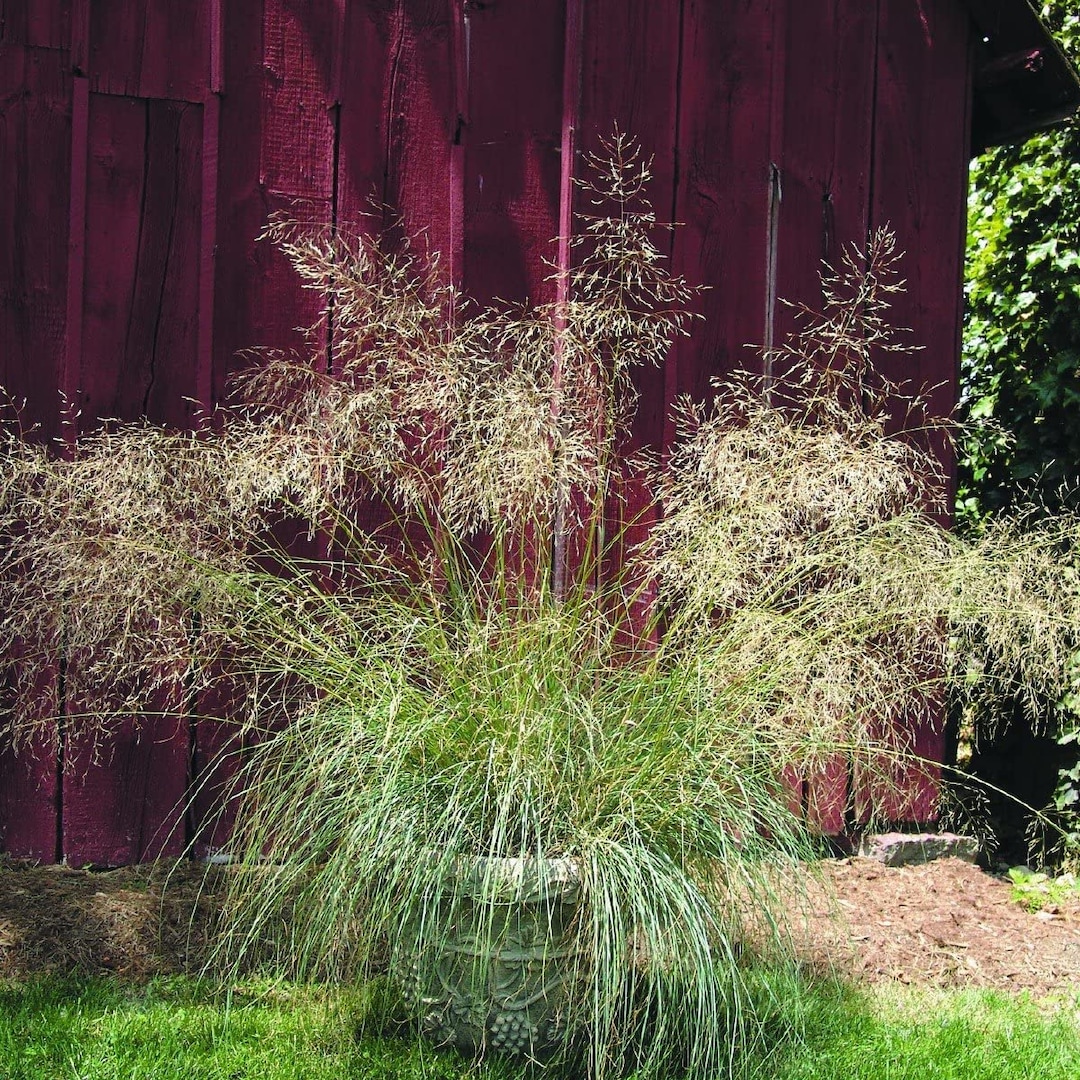 Eragrostis Elliottii Blue Elliot Love Grass Ornamental Grass Plug Plant ...