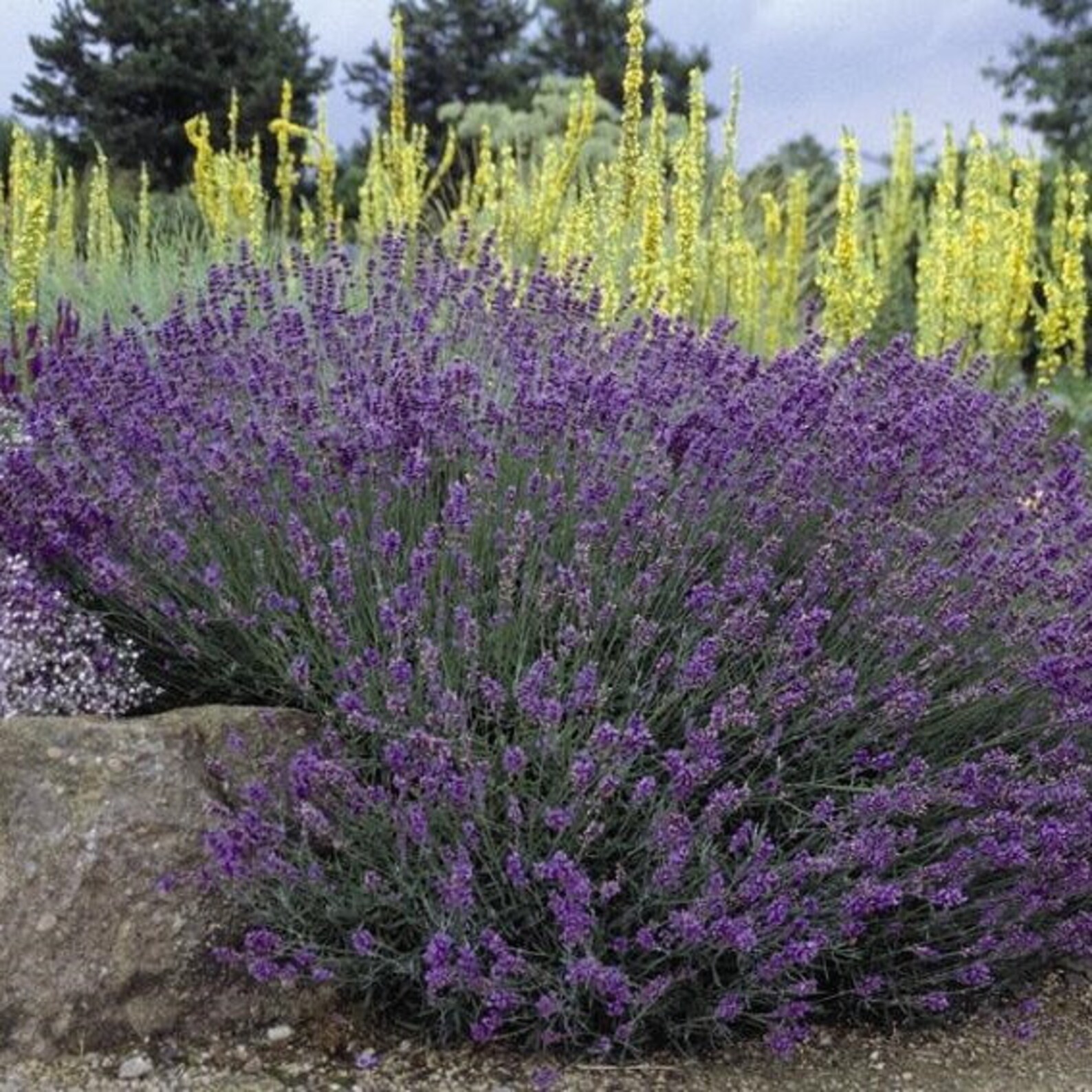 English Lavender Hidcote, Purple, Plug Plants, Wildlife Friendly ...