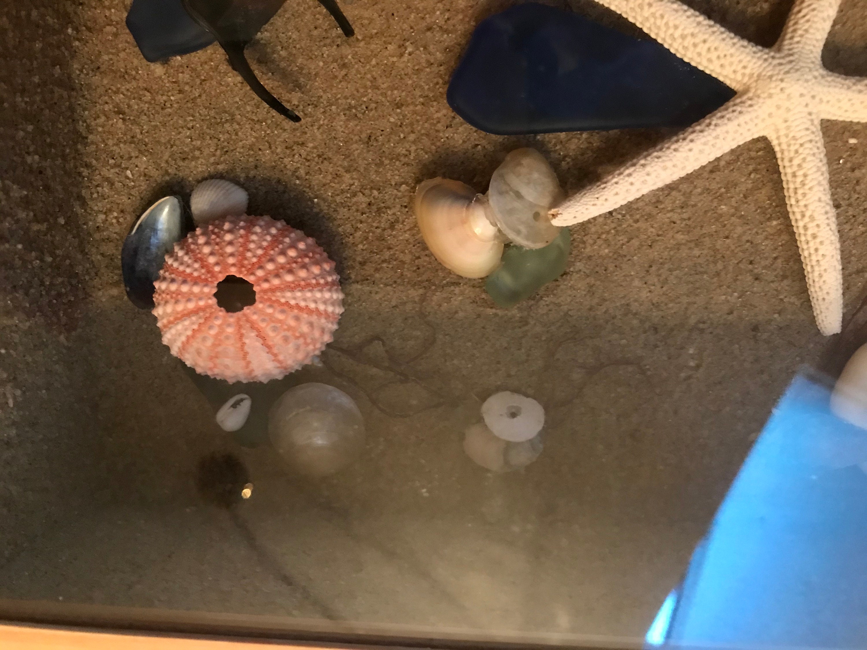Handmade Beach and Shell Collage - Etsy