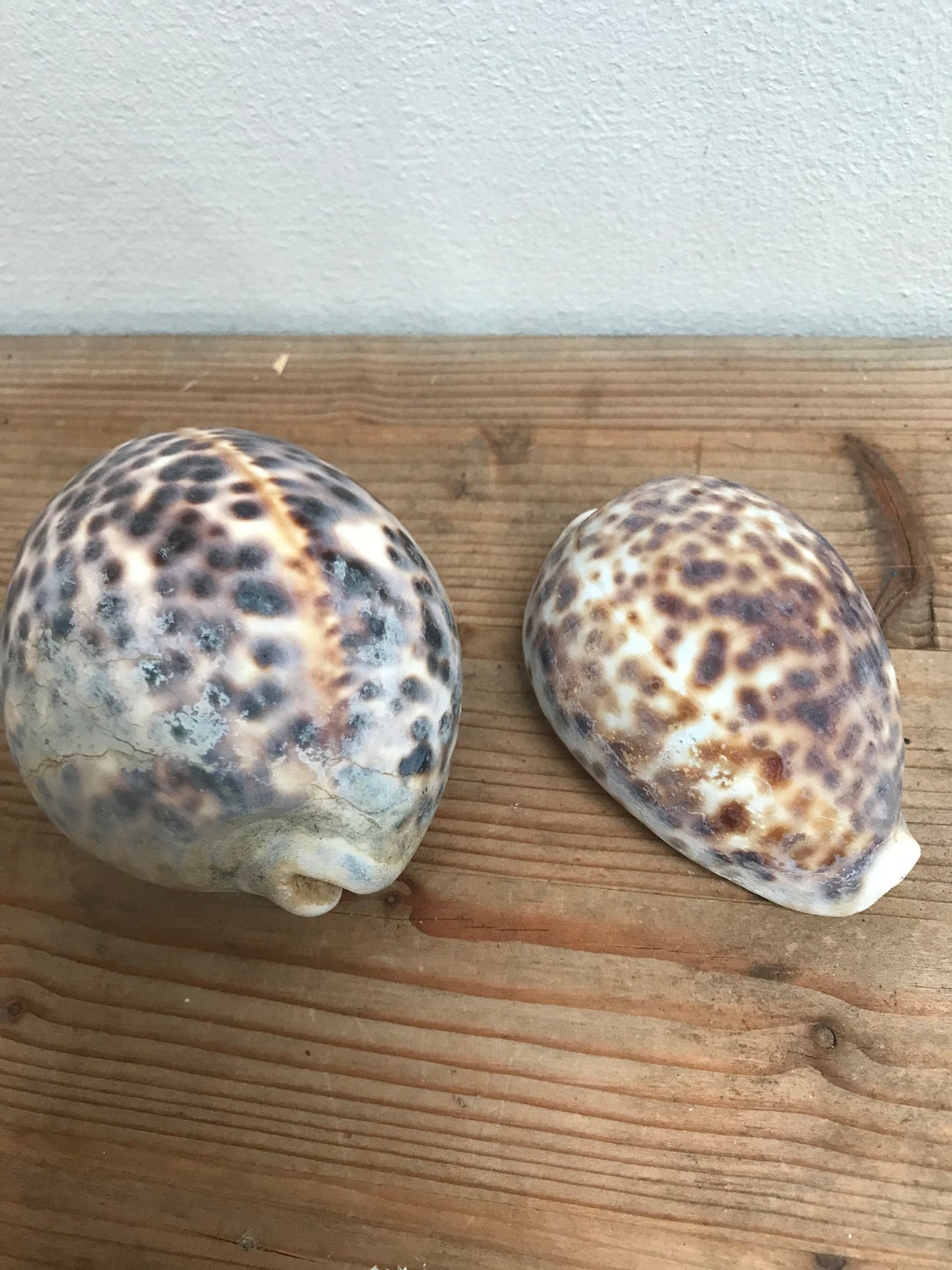 Natural Tiger Cowie Shells,vintage,beach Seaside Theme,collection ...