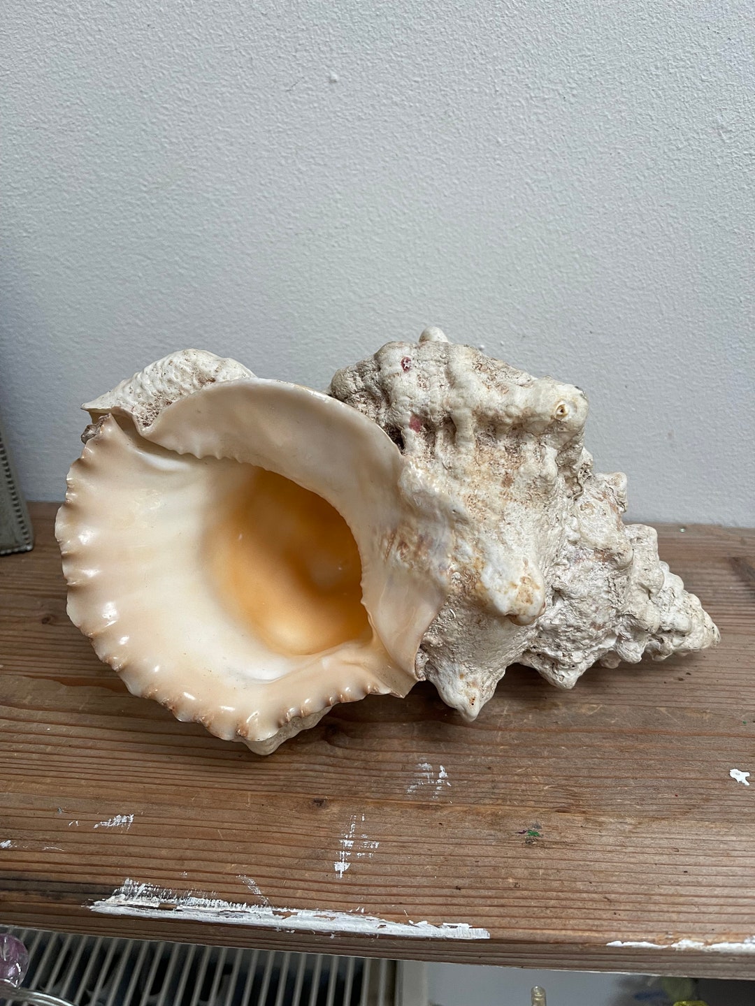Large Vintage Antique Conch Shell, Molluscs, Each Theme, Seaside ...