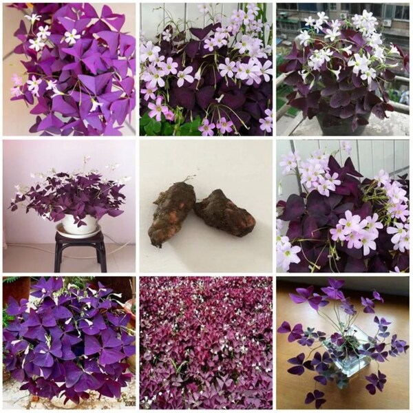 Oxalis Triangularis Bulbs - Etsy