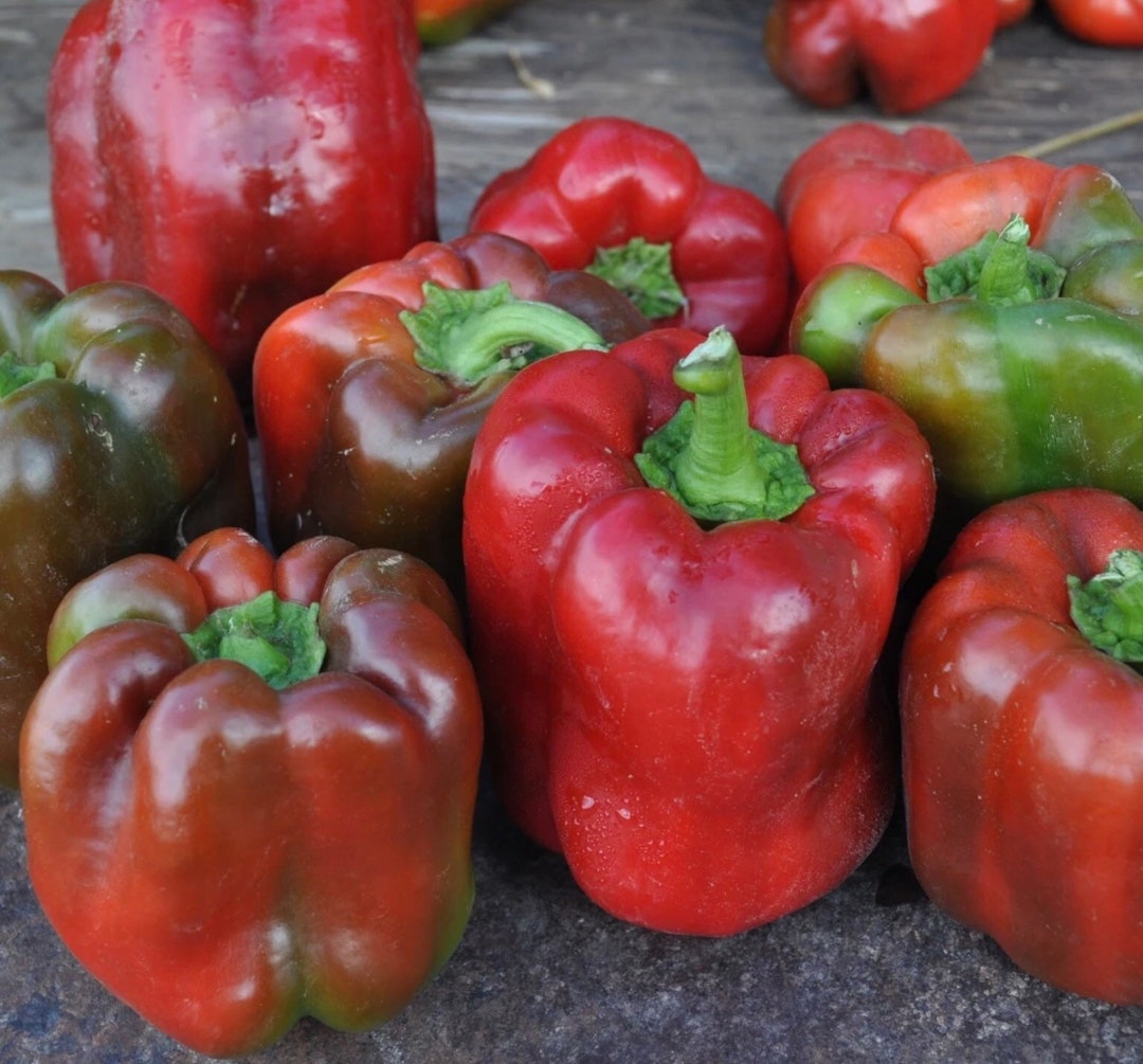 King of the North Pepper Seeds | Heirloom Seeds | Rare Pepper Seeds | Organic Gardening - Etsy