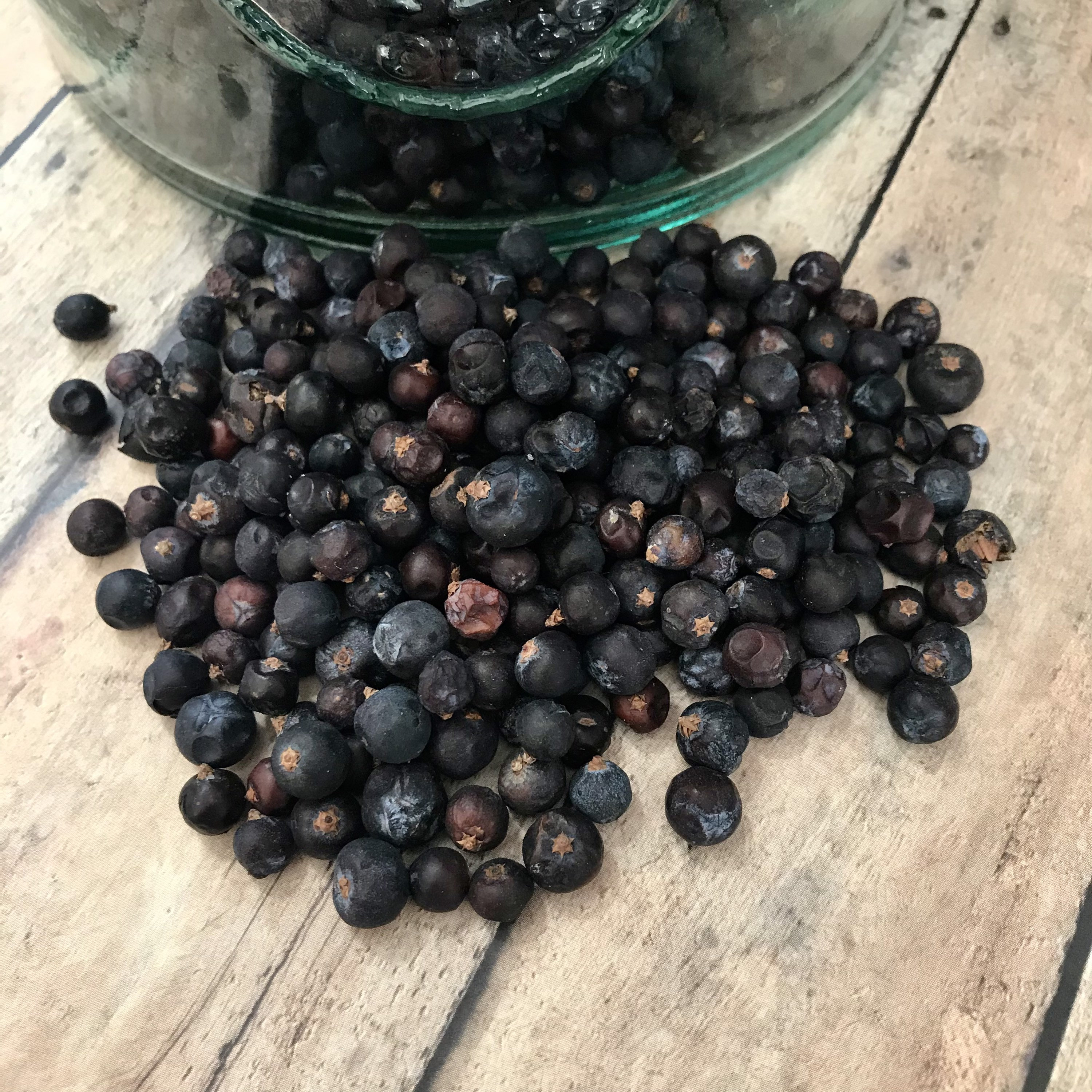 Jumbo Juniper Berries Organic Foraged Berries Wildcraft Gin Making ...