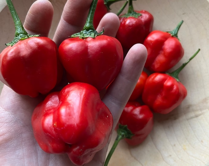 Malawi Piquante Pepper Seeds | Peppadew Pepper | 30 Seeds | Heirloom ...