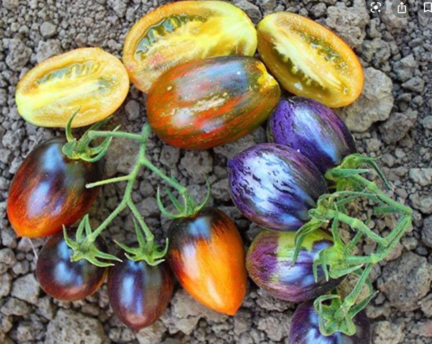 25 Brad’s Atomic Grape Tomato Seeds | Organic Seeds | Heirloom Seeds ...