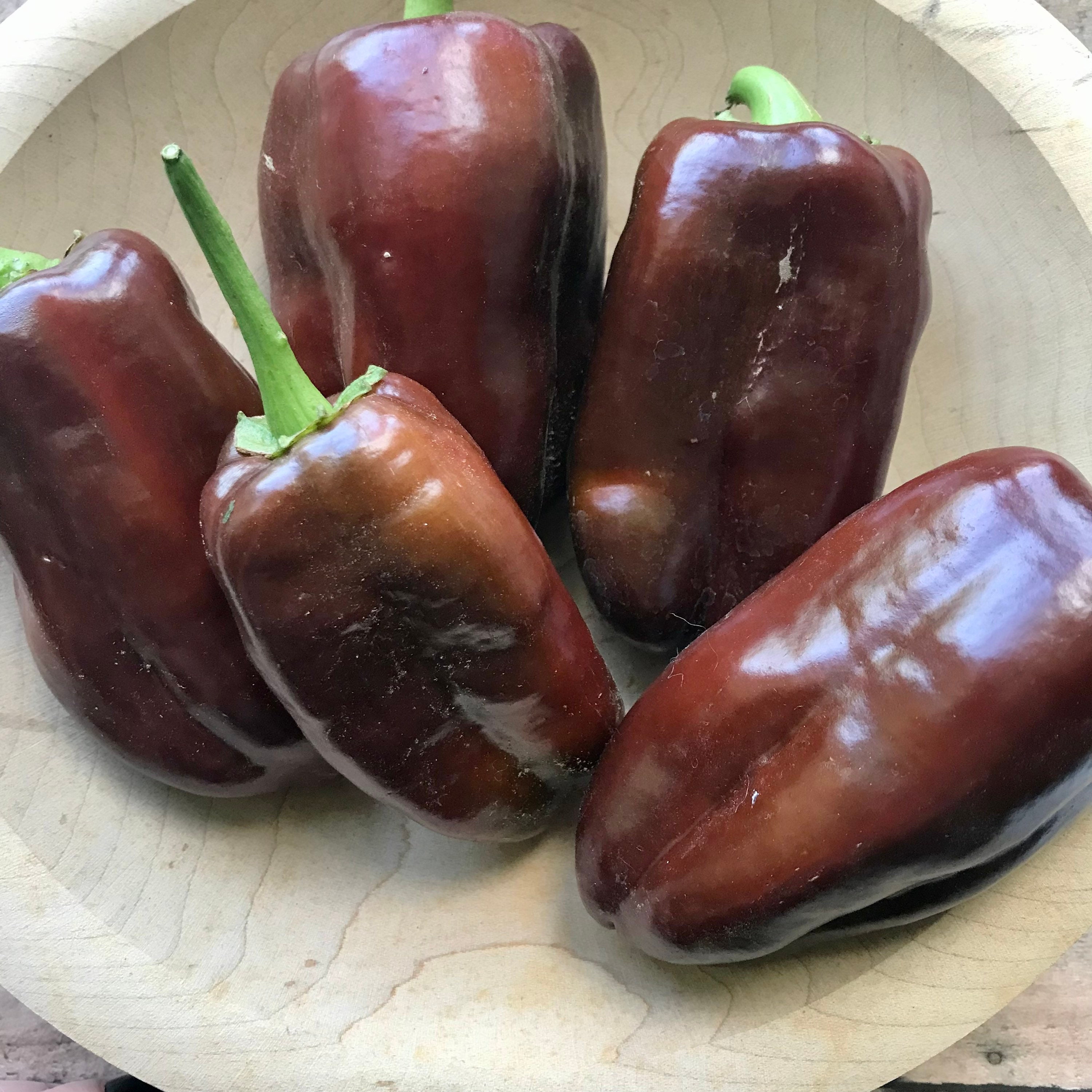Red Poblano Pepper Seeds | Chocolate Poblano | Red Ancho Pepper ...