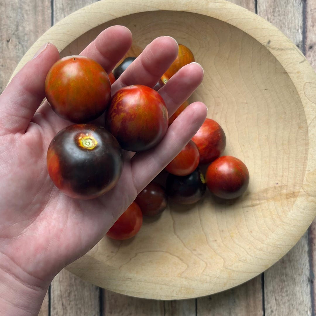 Shadow Boxing Dwarf Tomato Seeds | Heirloom Seeds | 30 Seeds | Heirloom Tomatoes | Rare Tomato ...