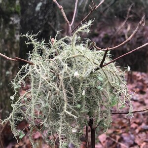 Usnea Double Extract Tincture | Old Man’s Beard Tincture | Usnea Lichen ...