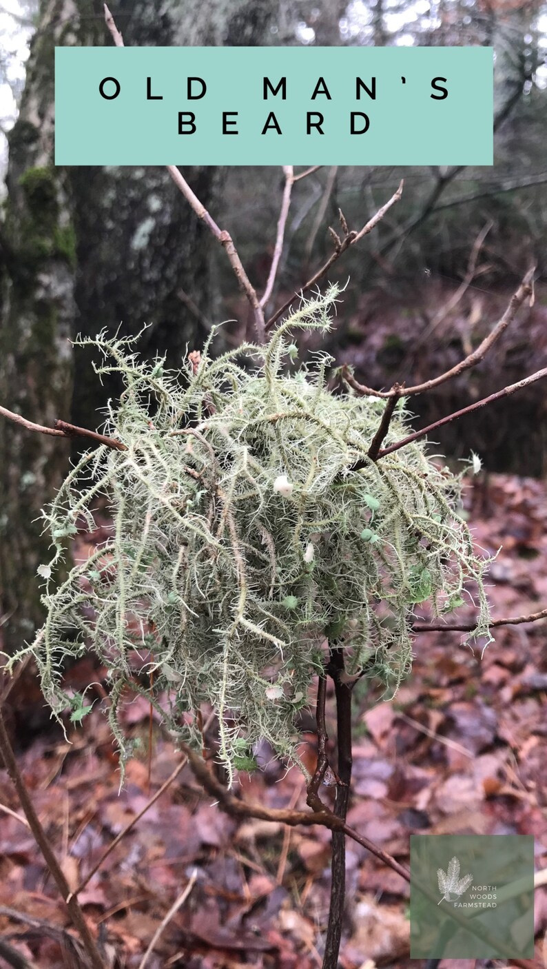 Usnea Double Extract Tincture | Old Man’s Beard Tincture | Usnea Lichen ...