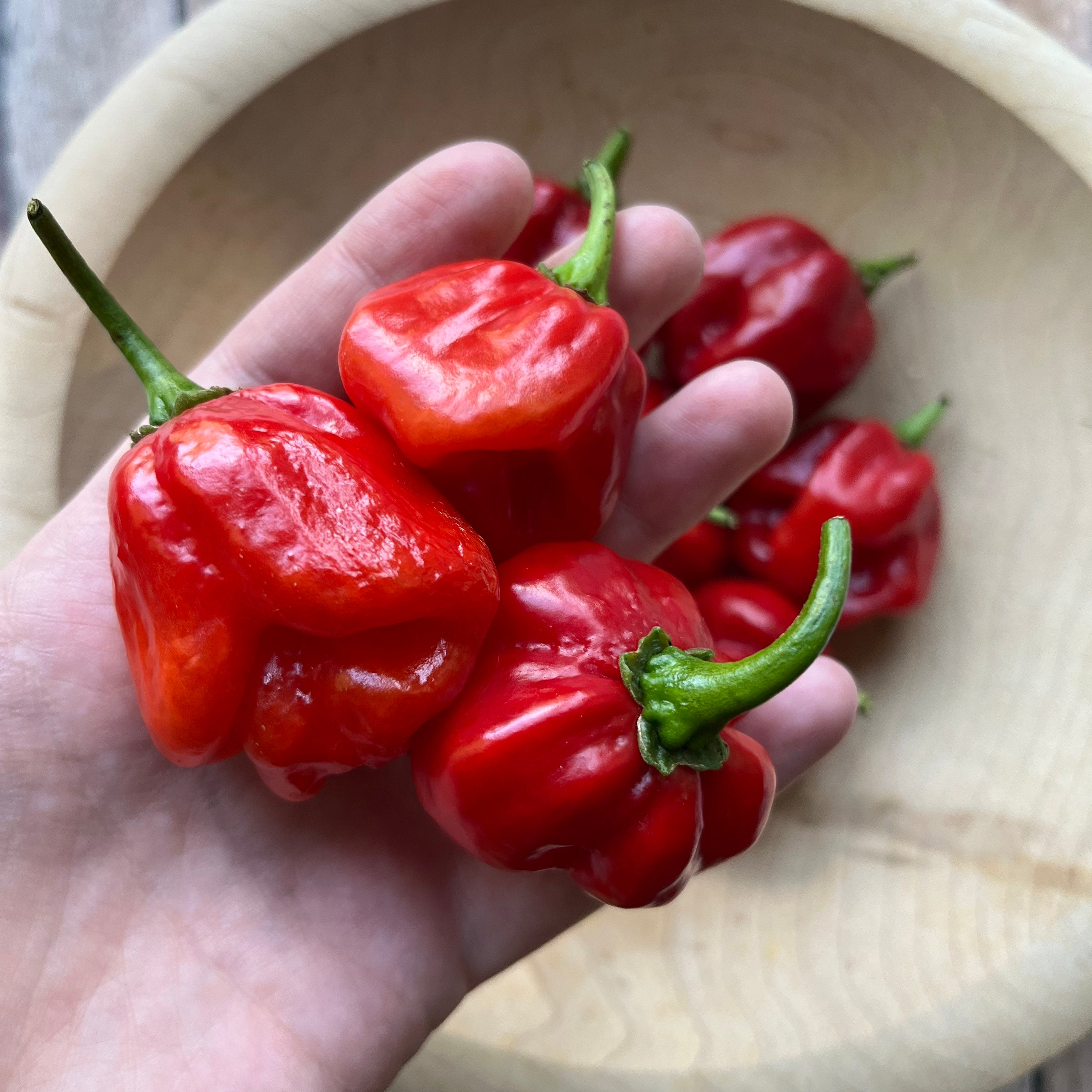 Aji Dulce Pepper Seeds 20 Seeds Heirloom Peppers Caribbean Peppers ...