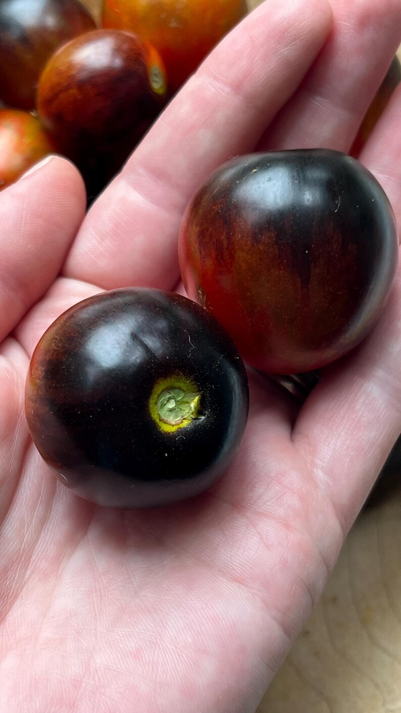 Shadow Boxing Dwarf Tomato Seeds | Heirloom Seeds | 30 Seeds | Heirloom Tomatoes | Rare Tomato ...