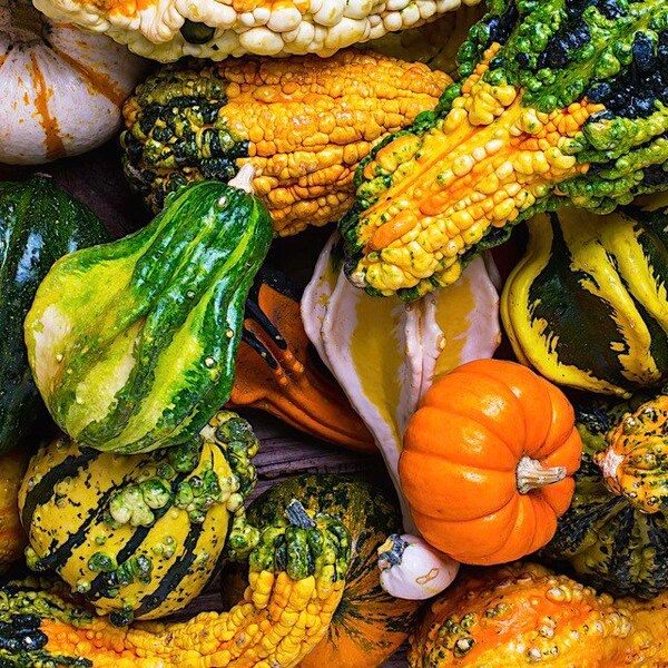 Ornamental Gourds - Etsy