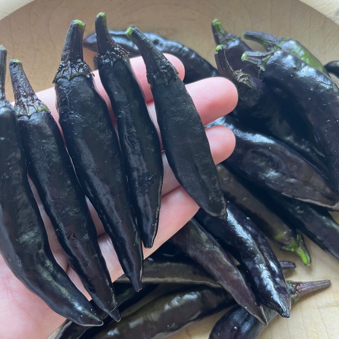 Murasaki Purple Pepper Seeds | 30 Seeds | Sweet Pepper | Heirloom Seeds ...