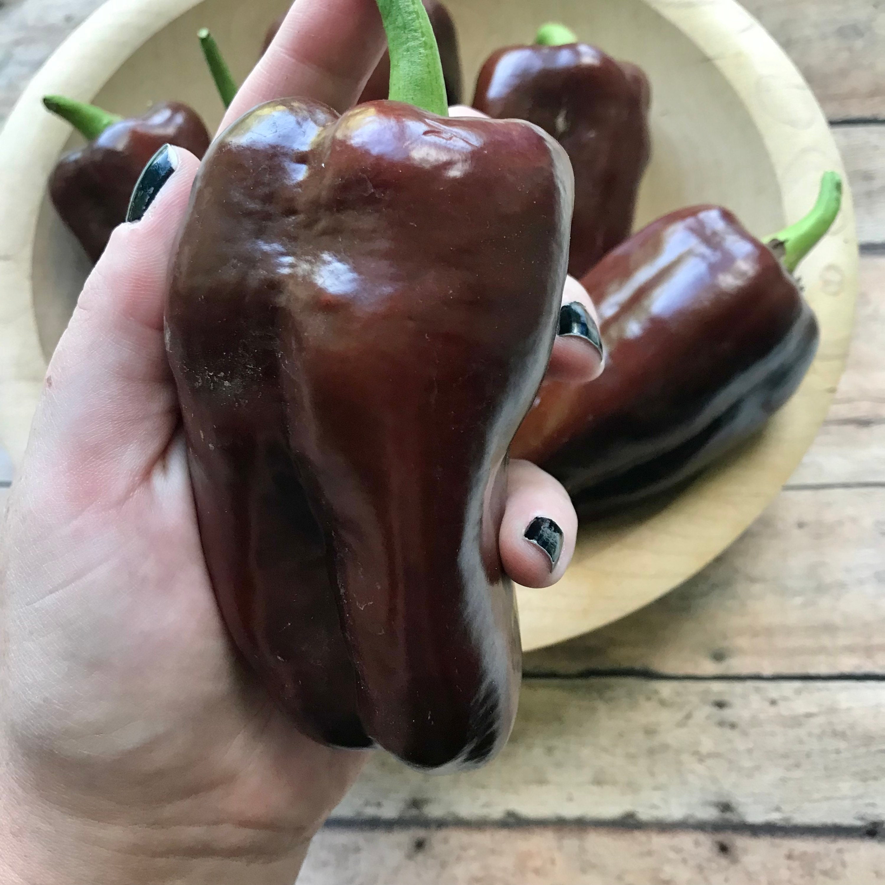 Red Poblano Pepper Seeds | Chocolate Poblano | Red Ancho Pepper ...