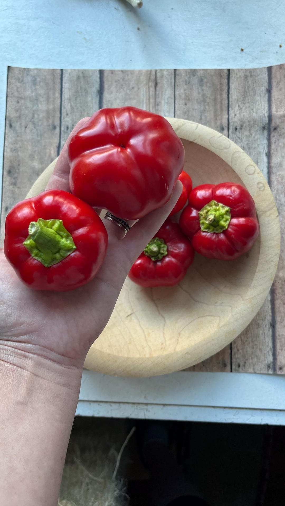 Alma Paprika Pepper Seeds | 30 Seeds | Heirloom Seeds | Organic ...