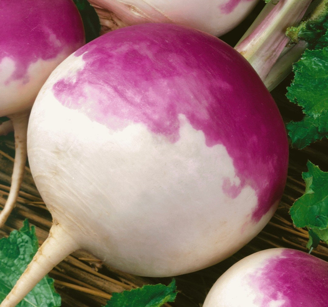 Purple Top Turnip Seeds | US Seller | Heirloom Seeds | Organic Seeds ...