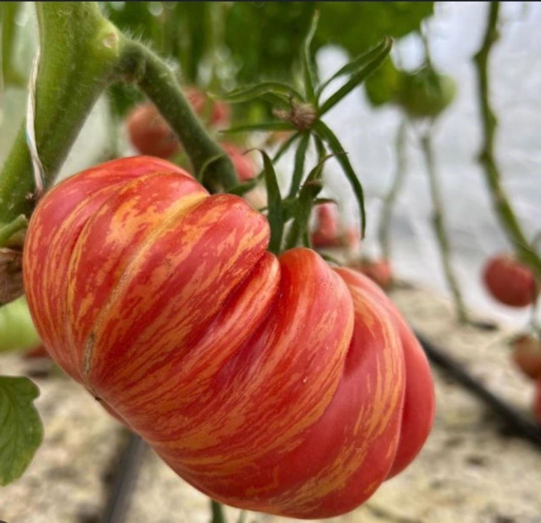 Pink Jazz Tomato Seeds | Heirloom Seeds | 20 Seeds | Heirloom Tomatoes ...