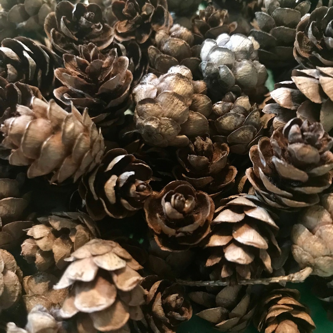 Hemlock Pine Cones 100 Count | Wild Craft | Foraged Goods | DIY Crafts | Mini Pine Cones - Etsy