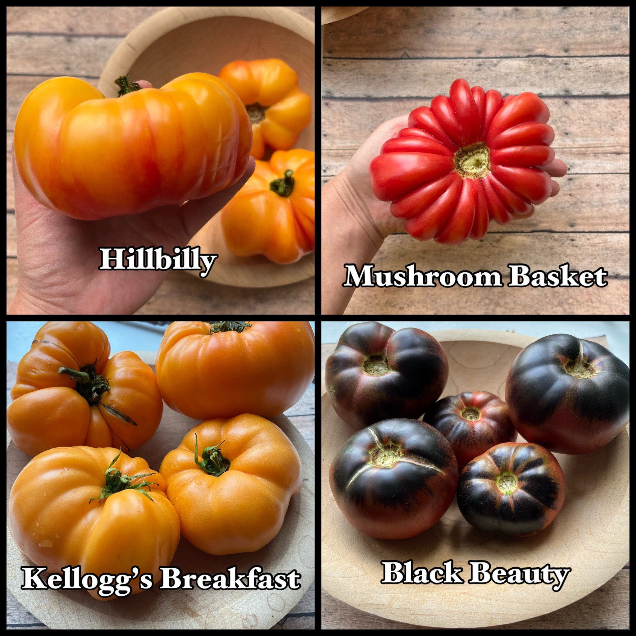The Tomato Lovers Heirloom Tomato Seed Collection Heirloom Seeds Seed ...