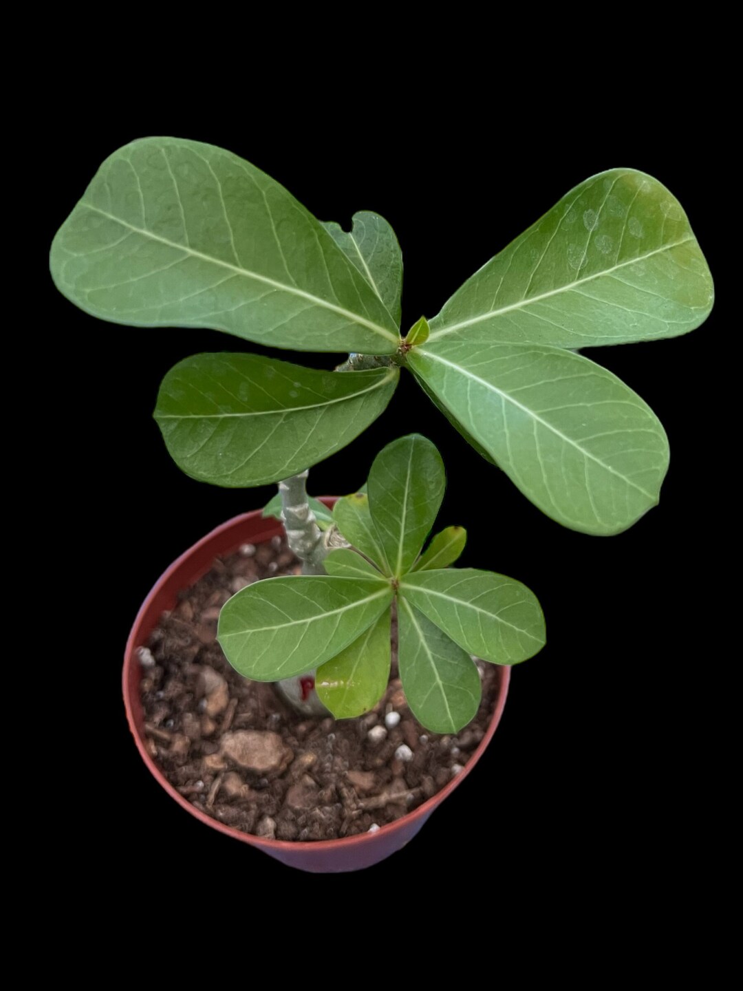 Adenium Obesum Desert Rose Picotee - Etsy