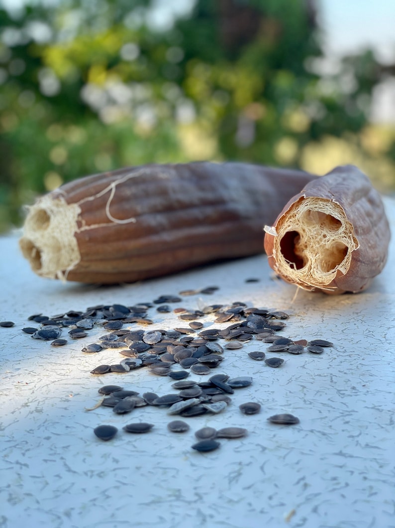 LOOFA Gourd Seeds - Etsy