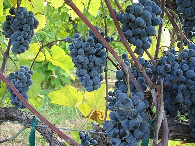 Table Grape Vine Cuttings - Etsy