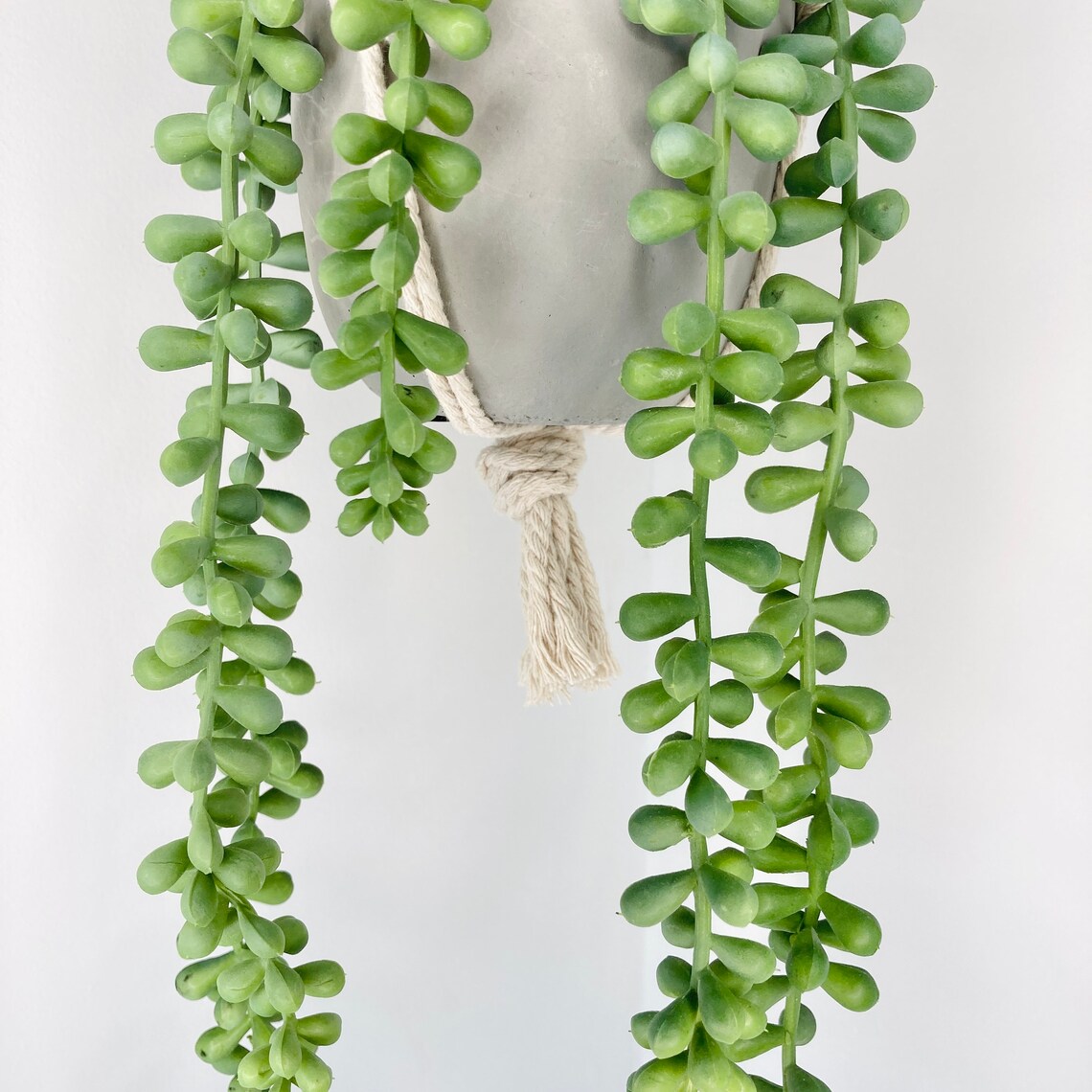 Artificial Trailing String Of Pearls House Plant-Faux Trailing | Etsy