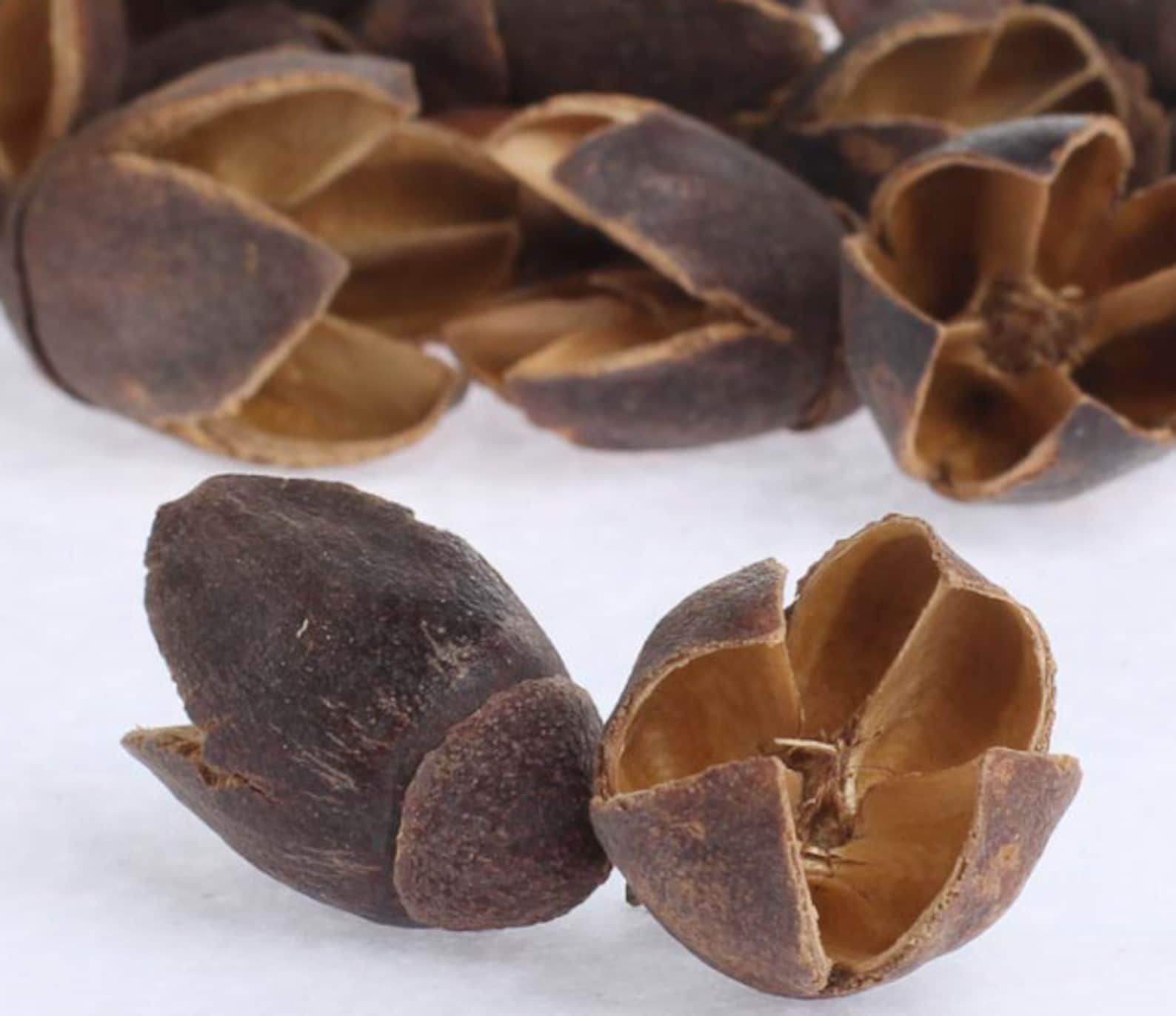 Bakuli Bakuli Pods Natural Pods Dry Bakuli Pods Decorative | Etsy