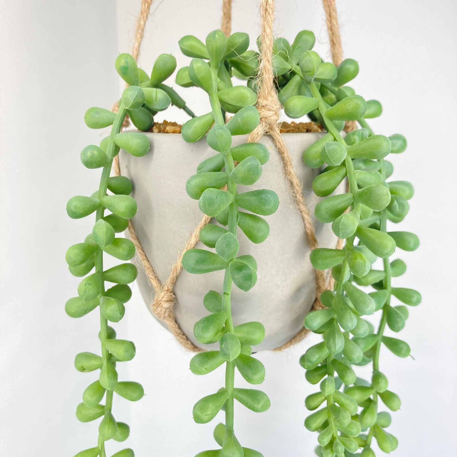 Artificial Trailing String of Pearls House Plant-faux Trailing | Etsy UK