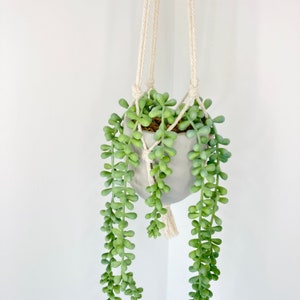 Artificial Trailing String of Pearls House Plant-faux Trailing Plant ...